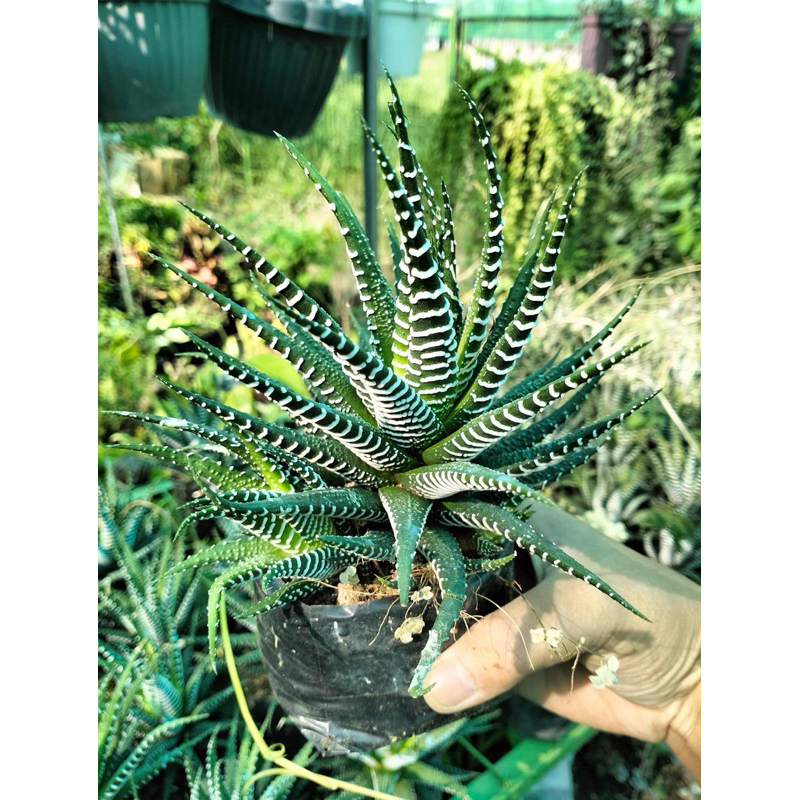 Haworthia Zebra (ESTABLISHED) - BIG SIZE | Shopee Philippines