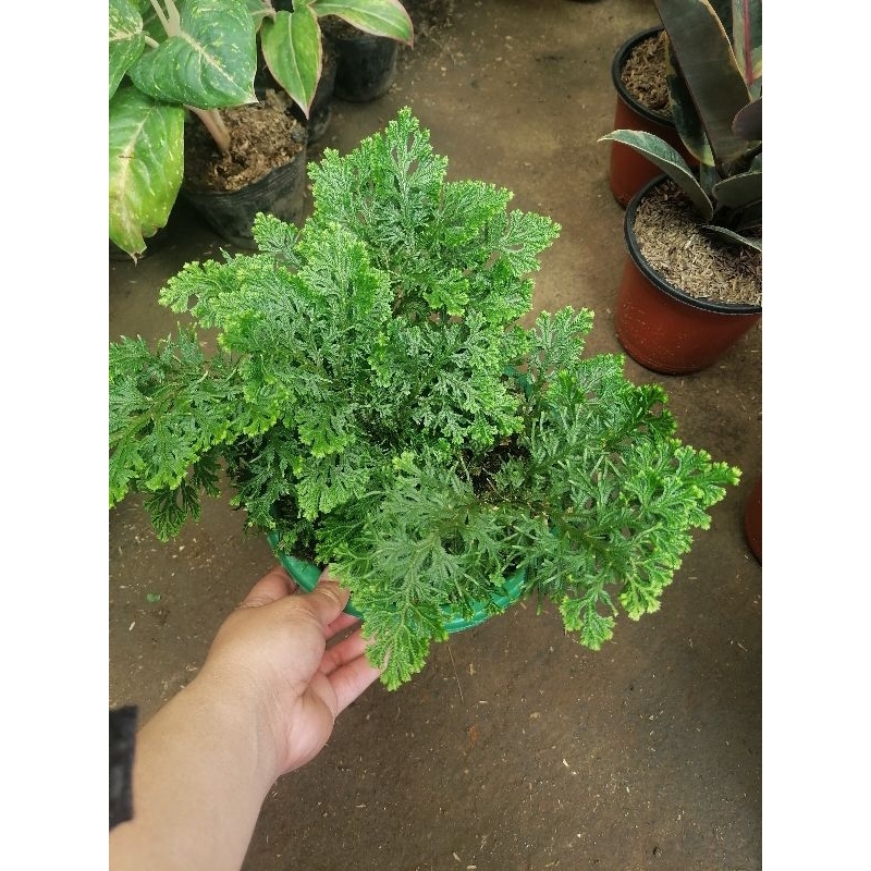Coral fern/ Tangle fern | Shopee Philippines