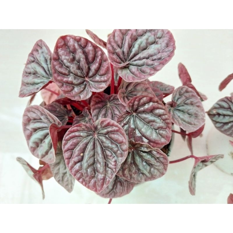 Peperomia caperata Ripple Red ( Red crumpled / Red ripple Peperomia ...