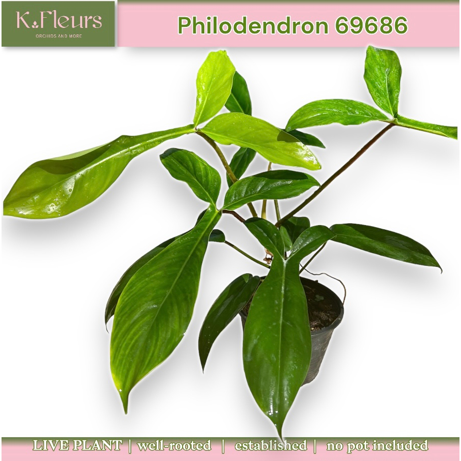 GBO Katrina: Philodendron 69686 Philo | Shopee Philippines