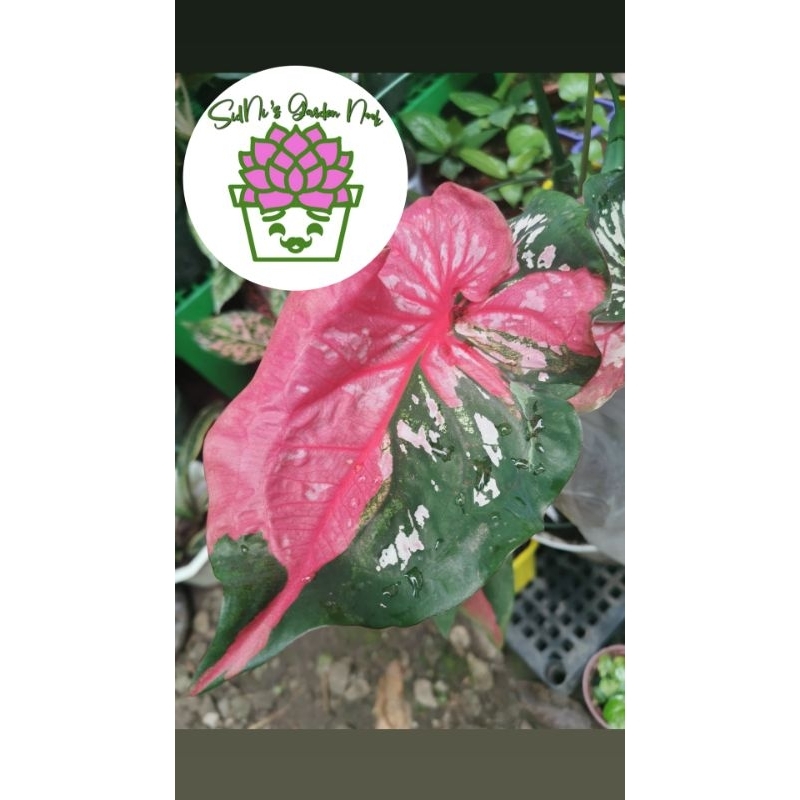 Caladium Doble Kara small | Shopee Philippines