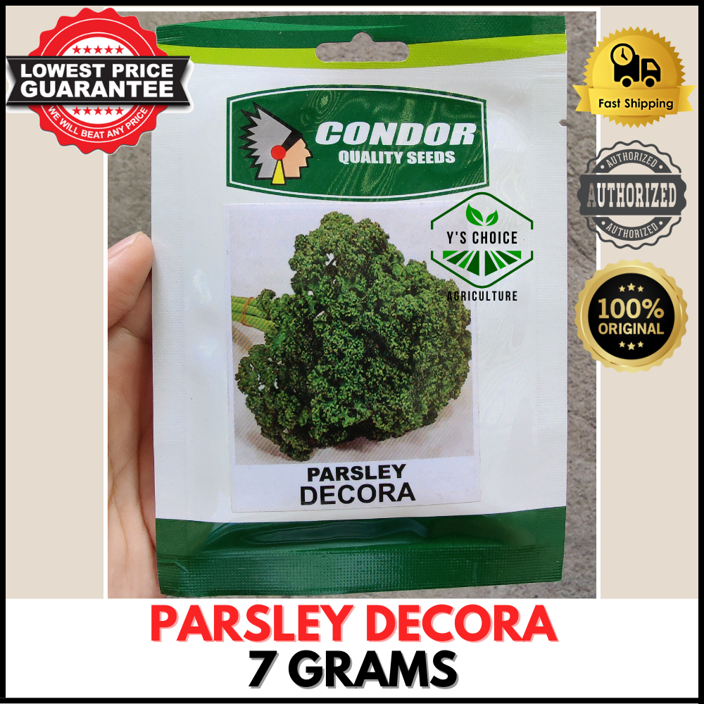 CONDOR SEEDS - PARSLEY SEEDS - PARSLEY DECORA - 7 GRAMS | Shopee ...