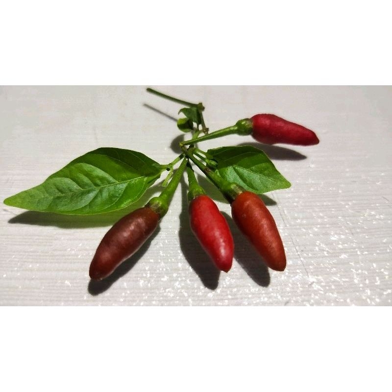 Native Siling Labuyo Plant Seeds (Garden Collection) | Shopee Philippines