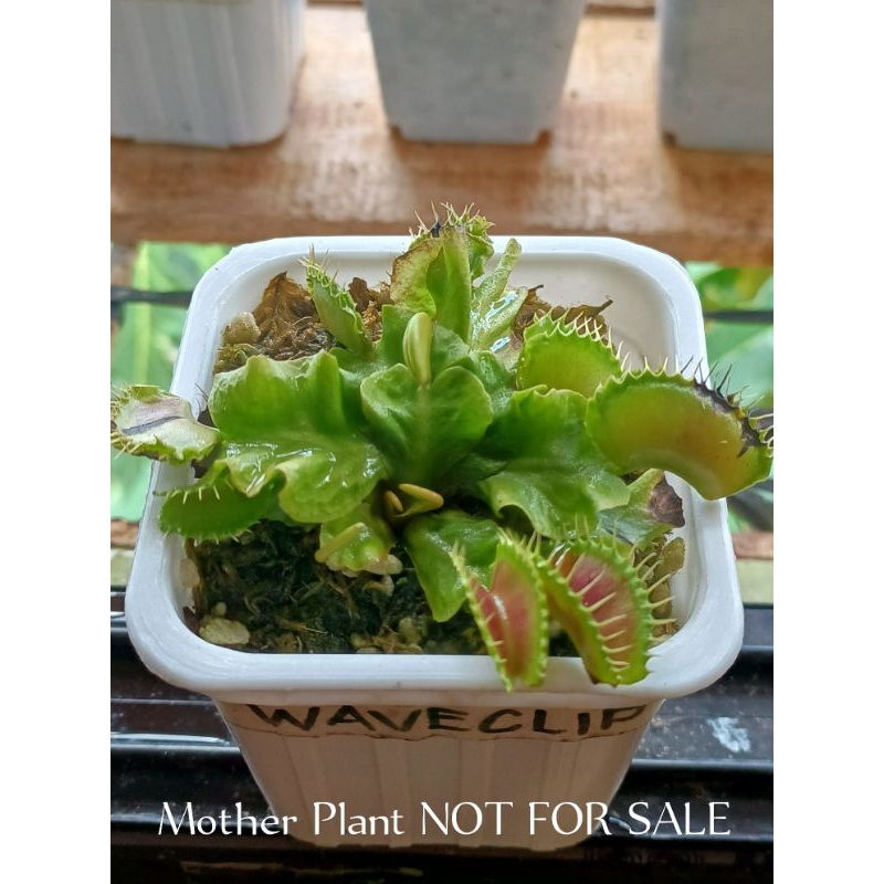 Dionaea Muscipula - Waveclip (Venus Fly Trap) | Shopee Philippines