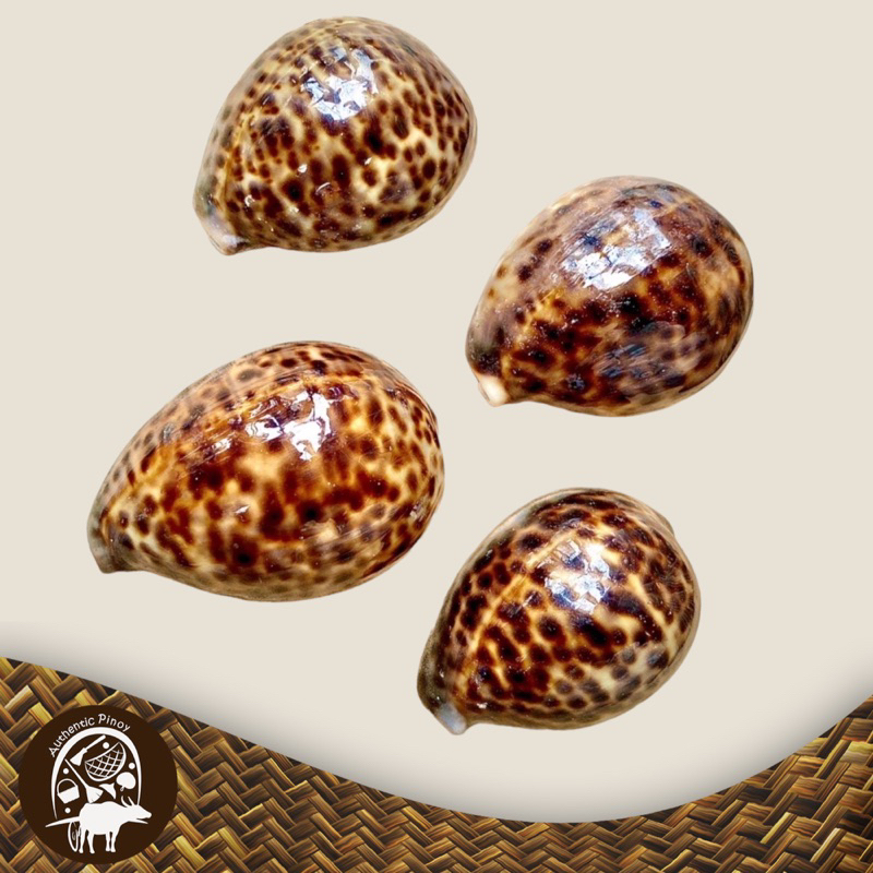 4 pcs. Cowrie Shells Paper Weight | Big Brown Cowrie Shells | Shopee ...