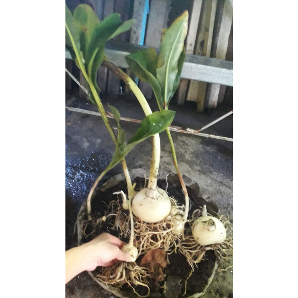 fireball lily bulb plant | Shopee Philippines