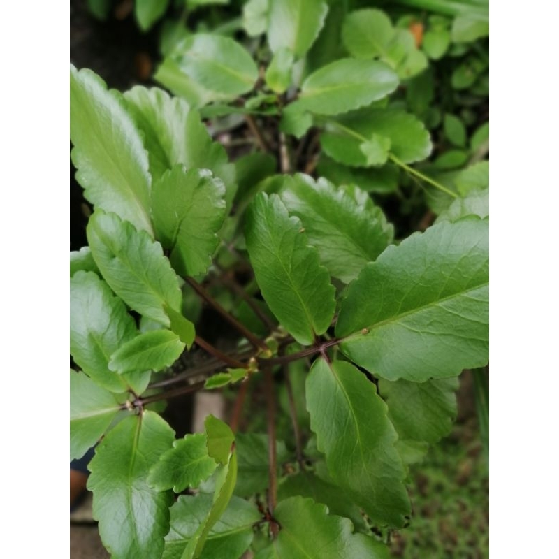 Kataka-taka leaves/Miracle leaf(10pieces) | Shopee Philippines