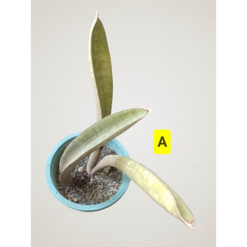 sansevieria pink baseball bat/ hallii pink bat | Shopee Philippines