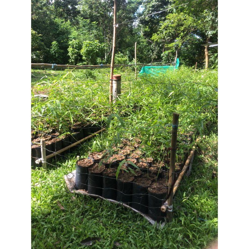 Kawayan Farm + Jing Ying Kawayan Tinik - Bambusa Blumeana | Shopee ...