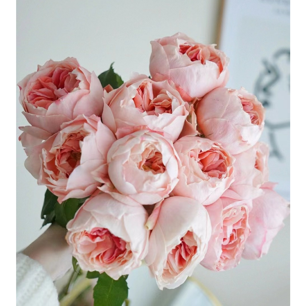 Cherry Blossom Princess Super new multi-headed ground flower rose rose ...