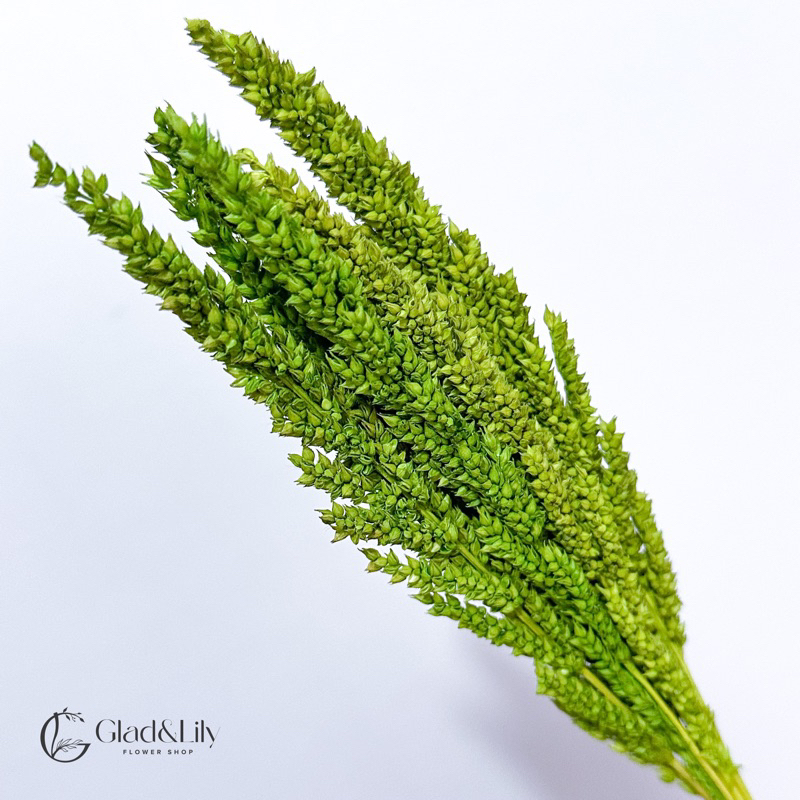 Dried Trigo Flowers (mini bundle / 6 stems) or assorted (tricolor ...