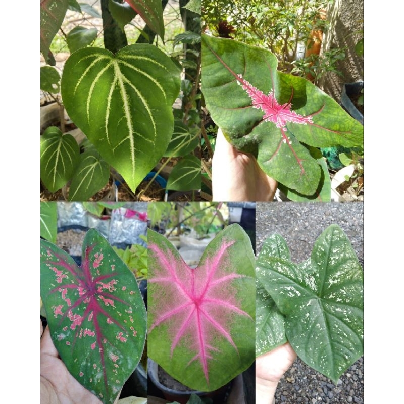 Caladium - Live Plant | Shopee Philippines