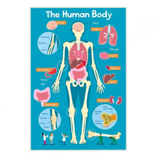 Laminated Telling Time, Times Tables, The Human Body, Numbers 1-100 ...