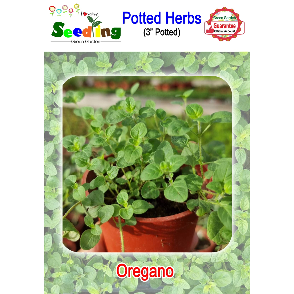 Gardeness Assorted Potted Herbs in 3" Pot Oregano Thyme Peppermint ...