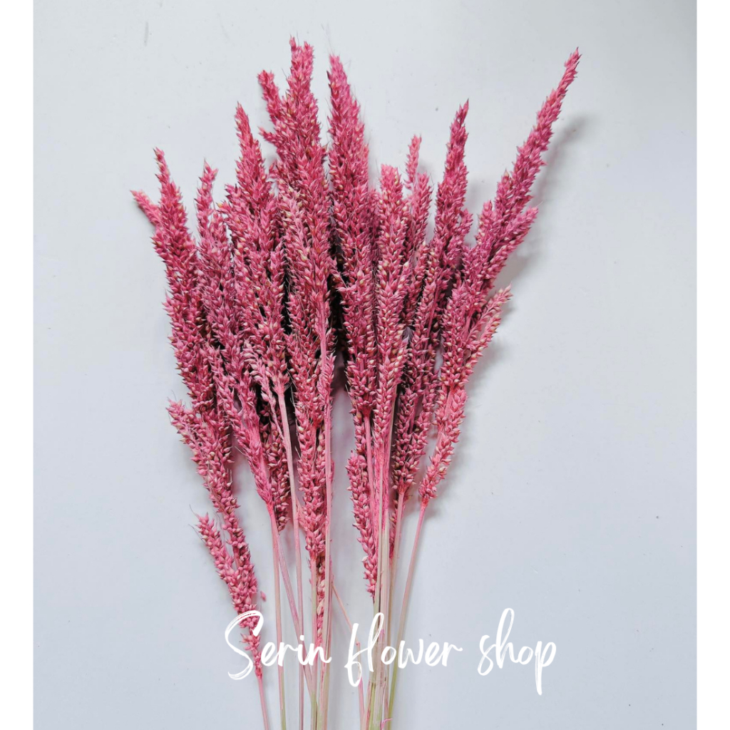 Dried Flower Colored Trigo (30 stems bundle) BEST SELLER FLOWER ...