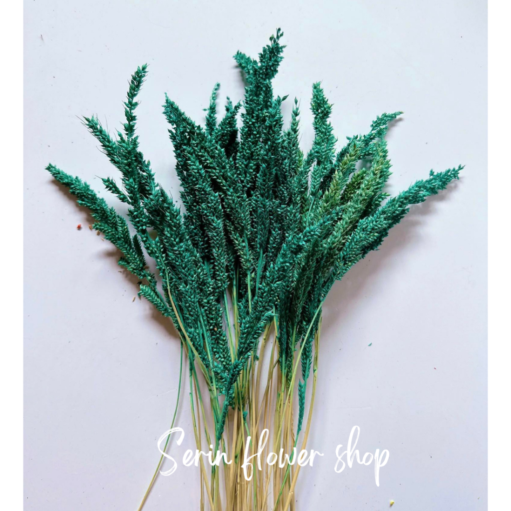 Dried Flower Colored Trigo (30 stems bundle) BEST SELLER FLOWER ...