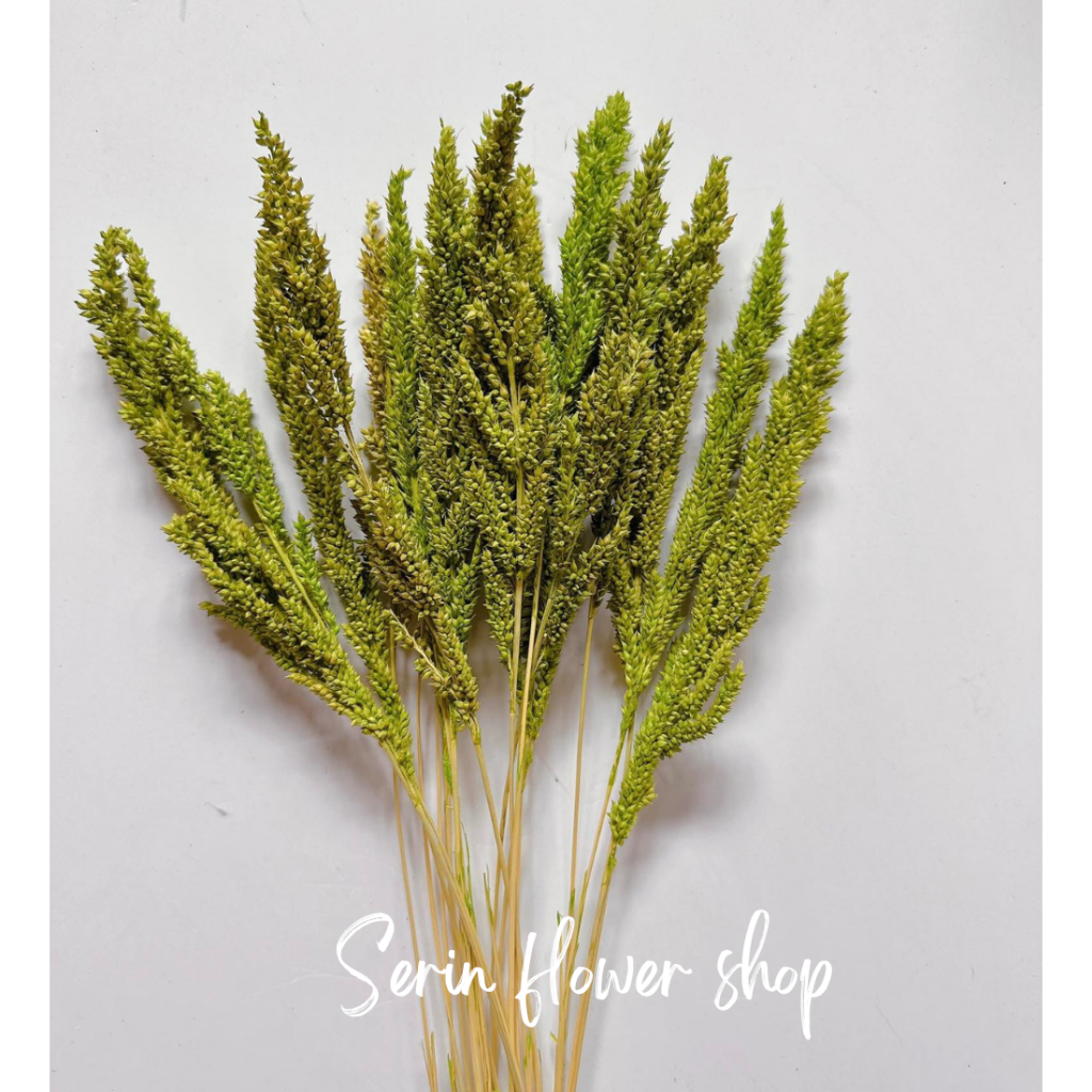 Dried Flower Colored Trigo (30 stems bundle) BEST SELLER FLOWER ...