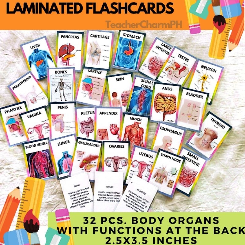 INTERNAL ORGANS Laminated Educational Flashcards 32pcs | Shopee Philippines