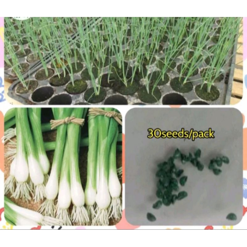 Onion Leaves/Sibuyas Dahon/Certified Seeds for Planting(30seeds/per ...