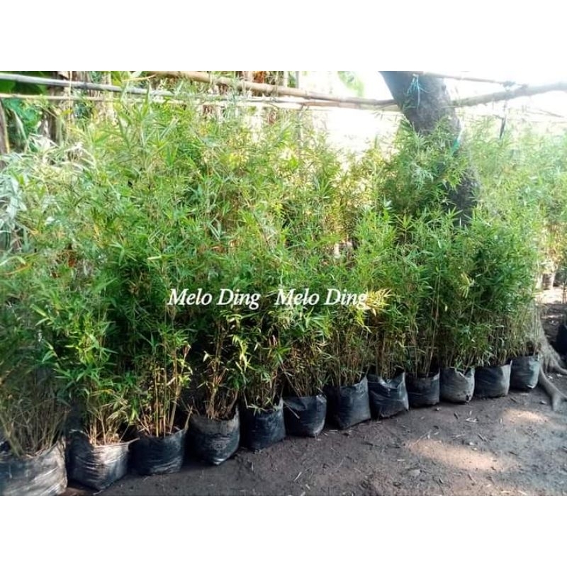 10pcs Sets CHINESE BAMBOO STUMPS / (4pcs UP ang bilang nang sticks per ...