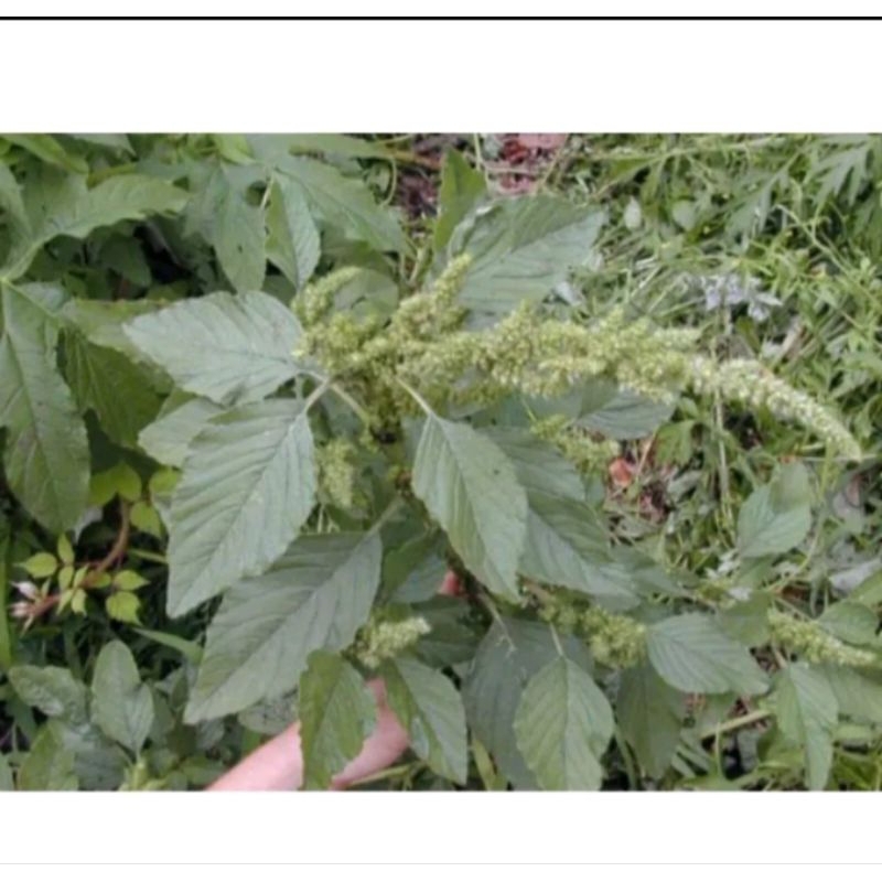 Green Amaranth Kulitis Seeds for Planting/Certified Seeds/(50seeds ...
