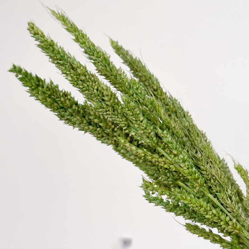 Dried Trigo Flowers (mini bundle / 6 stems) or assorted (tricolor ...