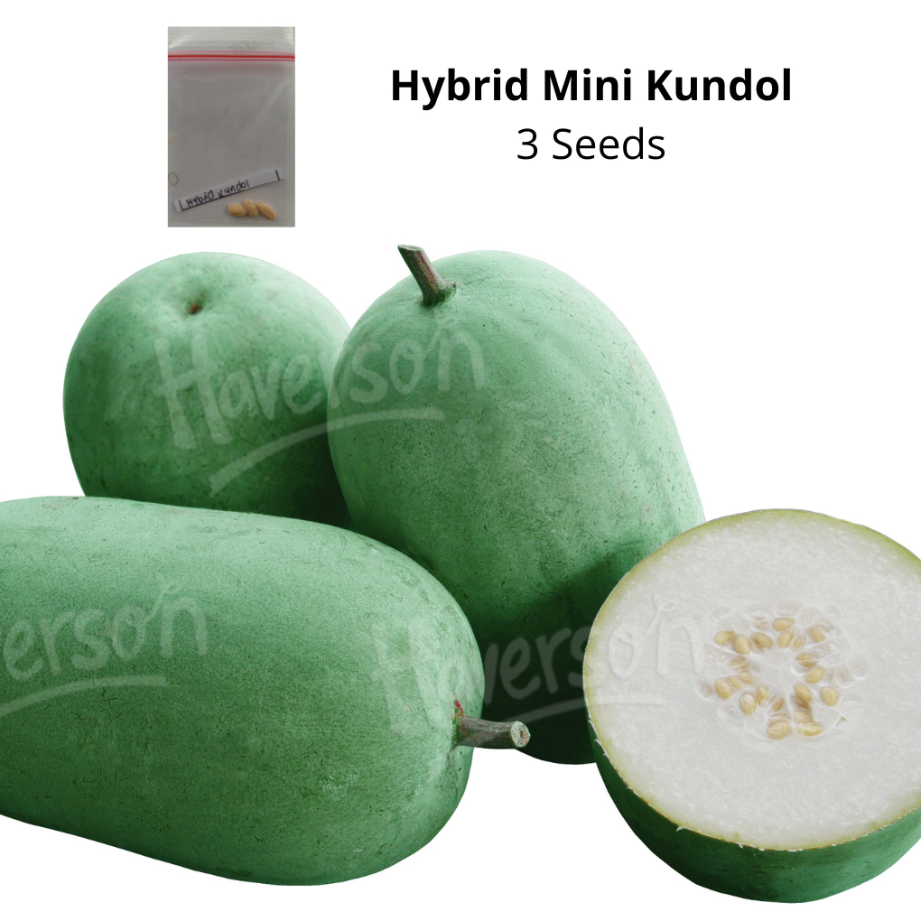 Hybrid Mini Kundol Seeds | Shopee Philippines