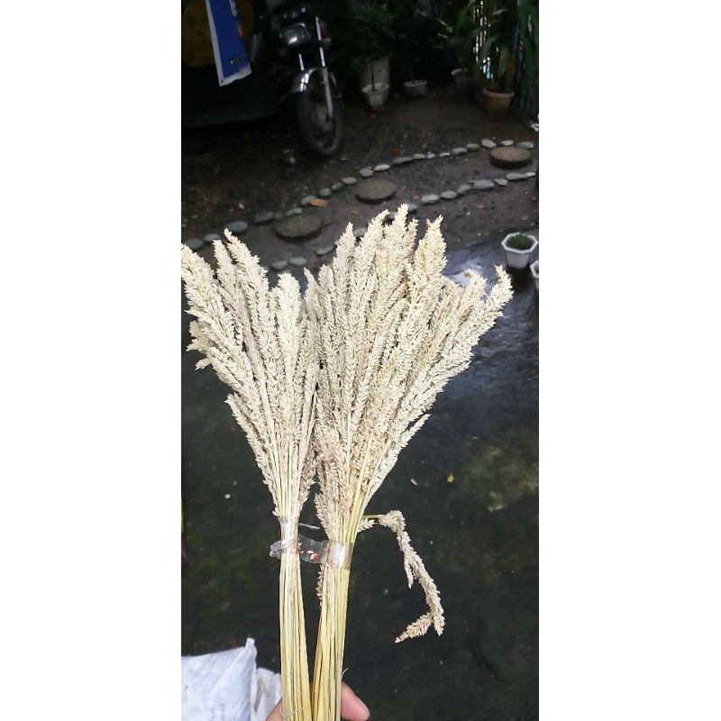 Trigo (dried) SOLD PER BUNDLE | Shopee Philippines