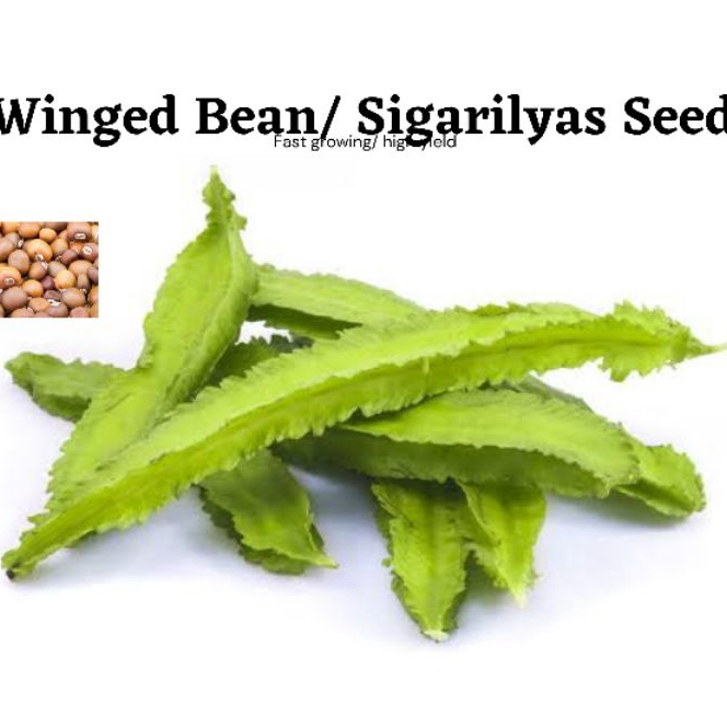 Sigarilyas Seeds/ Winged beans 10pcs Seeds - 1pack | Shopee Philippines