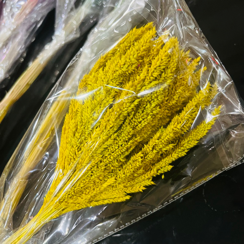 Dried Trigo Grass(LOCAL) | Shopee Philippines