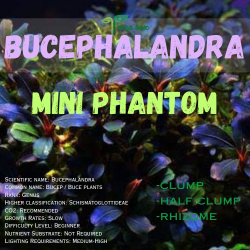 BUCEPHALANDRA MINI PHANTOM | Shopee Philippines