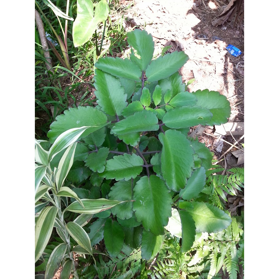 katakataka plant herbal | Shopee Philippines