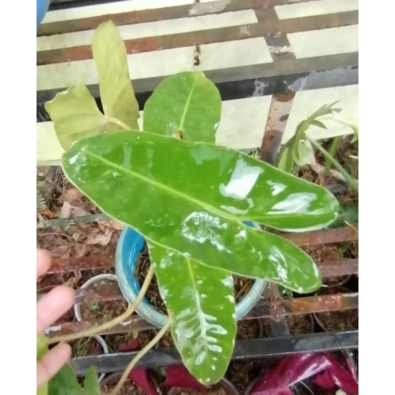Khingpaul12 seeds repack Collection item Burle Max Philodendron seed ...