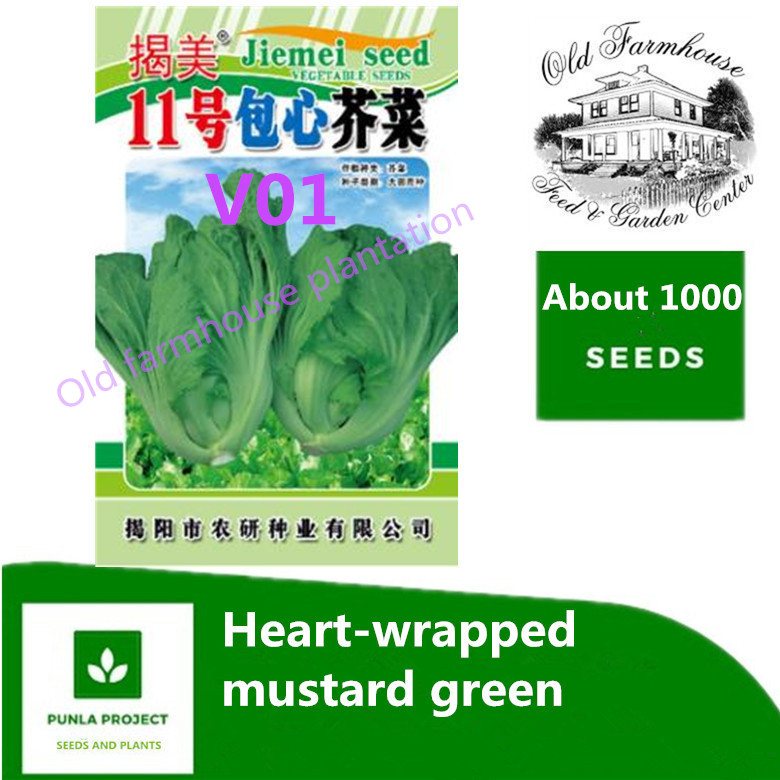 1000 SEEDS MUSTARD - MUSTASA TAGALOG (NATIVE) - SUPER SULIT VEGETABLE ...