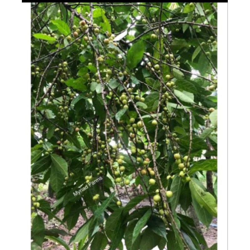 Pakiling Leaves/As is Leaves(50leaves)per pack | Shopee Philippines