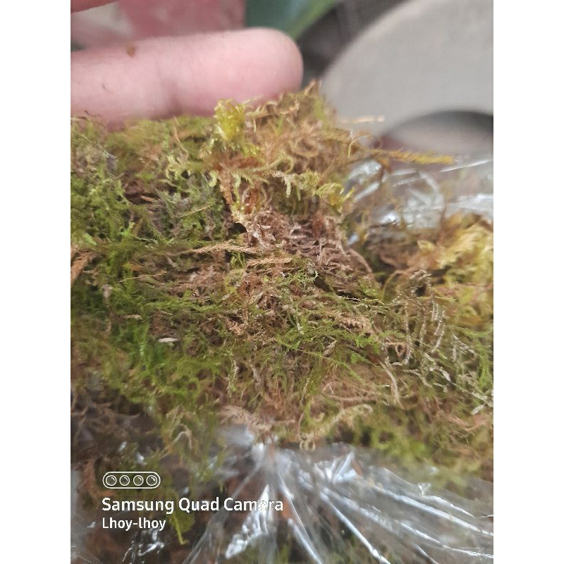 dried green moss (***repack 250grams) | Shopee Philippines