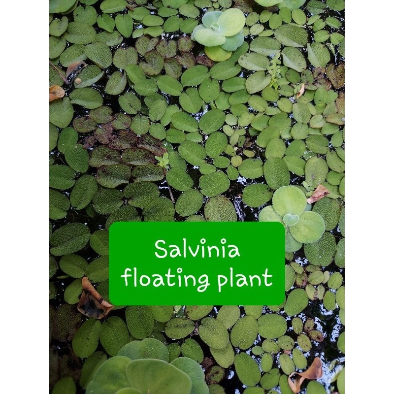 Salvinia Floating Plant Shopee Philippines