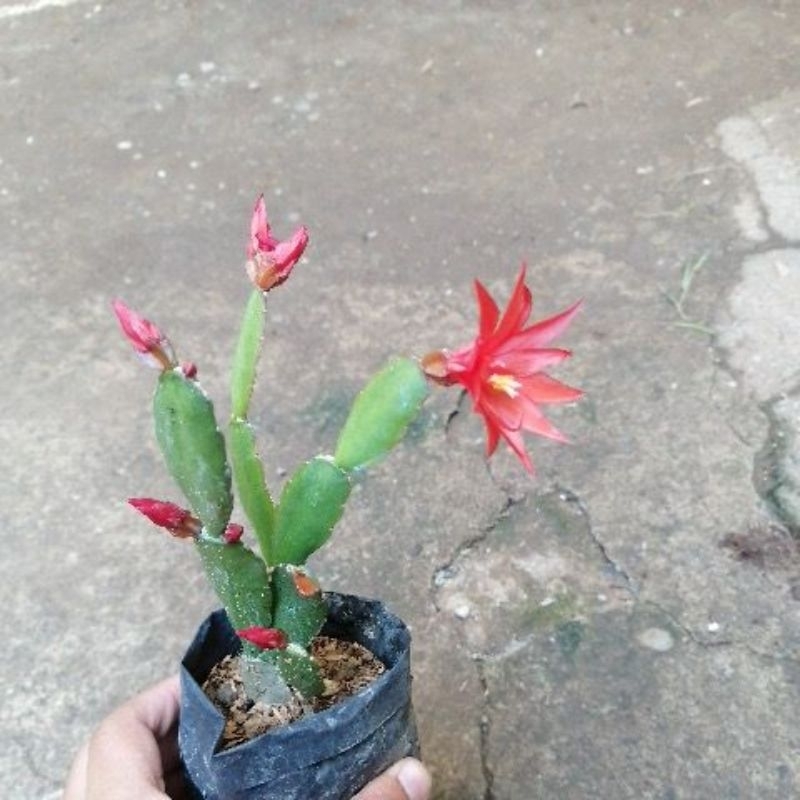 Red Easter Crab Cactus (small) | Shopee Philippines