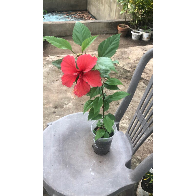 Gumamela Red (Hibiscus) - 1 pc with roots | Shopee Philippines