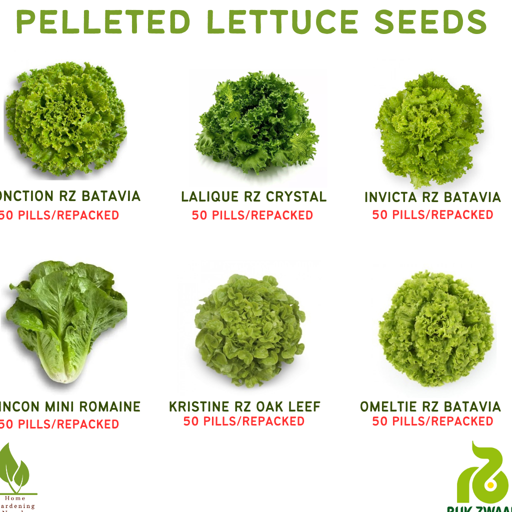 PELLETIZED LETTUCE SEEDS / RIJK ZWAAN / 50 PILLS / LALIQUE JONCTION RZ ...