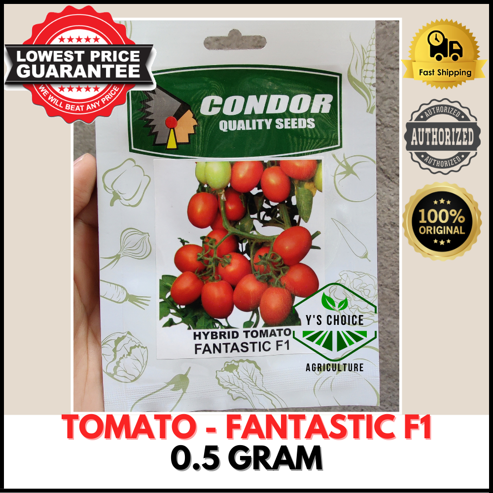 CONDOR SEEDS - TOMATO SEEDS - FANTASTIC F1 HYBRID 0.5 Grams | Shopee ...