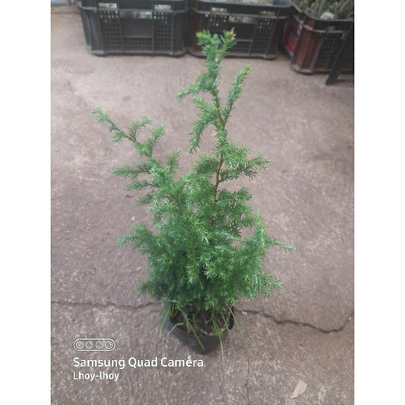 silver cypress (small size) | Shopee Philippines