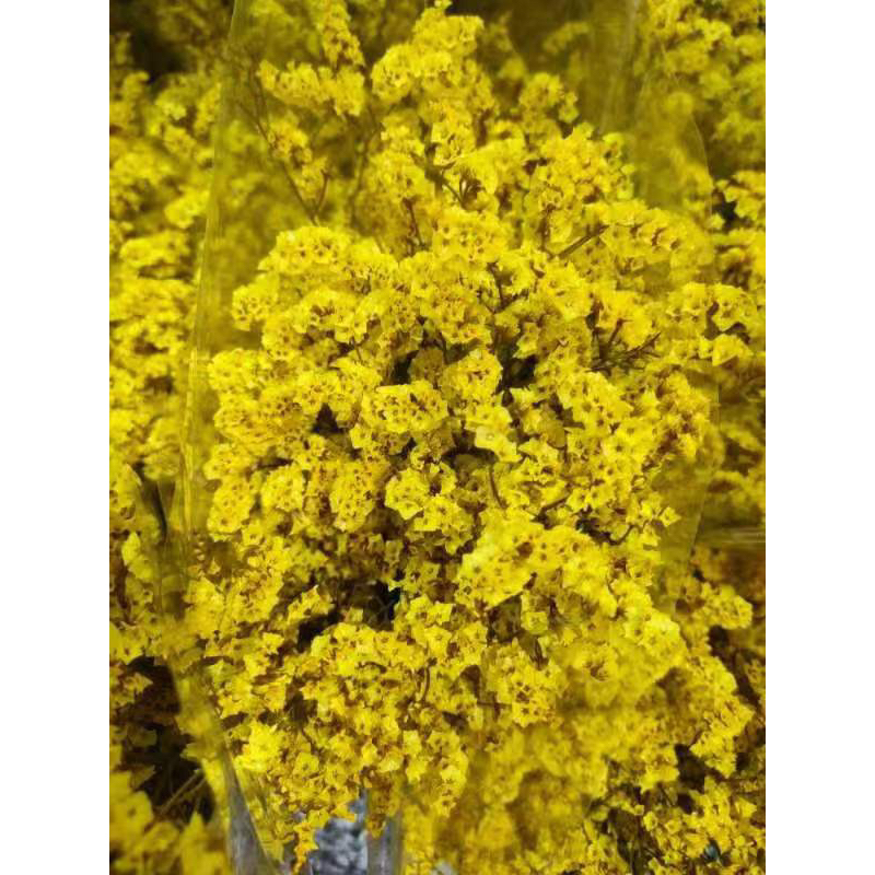 Caspia Misty White Dried flower per Bundle | Shopee Philippines