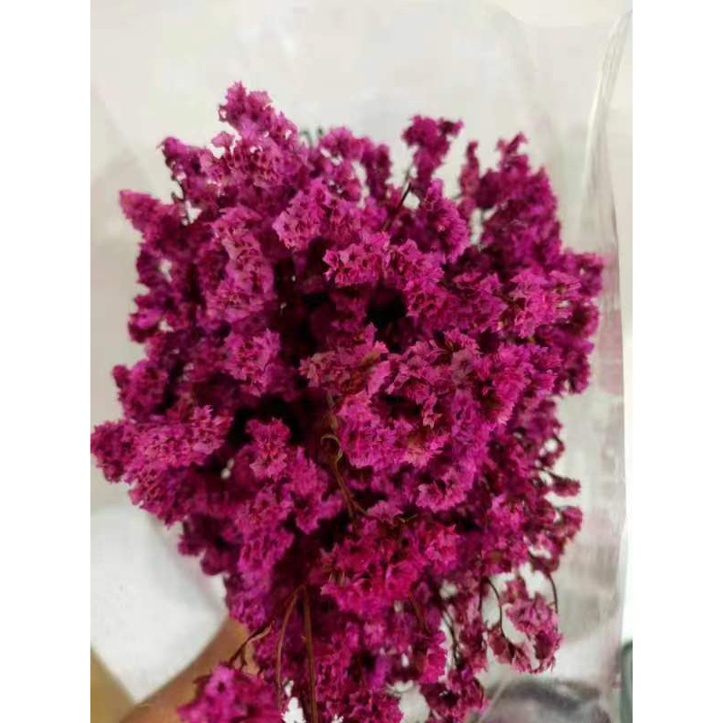 Caspia Misty White Dried flower per Bundle | Shopee Philippines