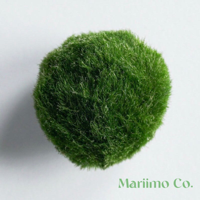 Marimo Moss Ball (Large Size 3-4cm) Beginner Low Maintenance Live Aquarium Aquascaping Plant ...