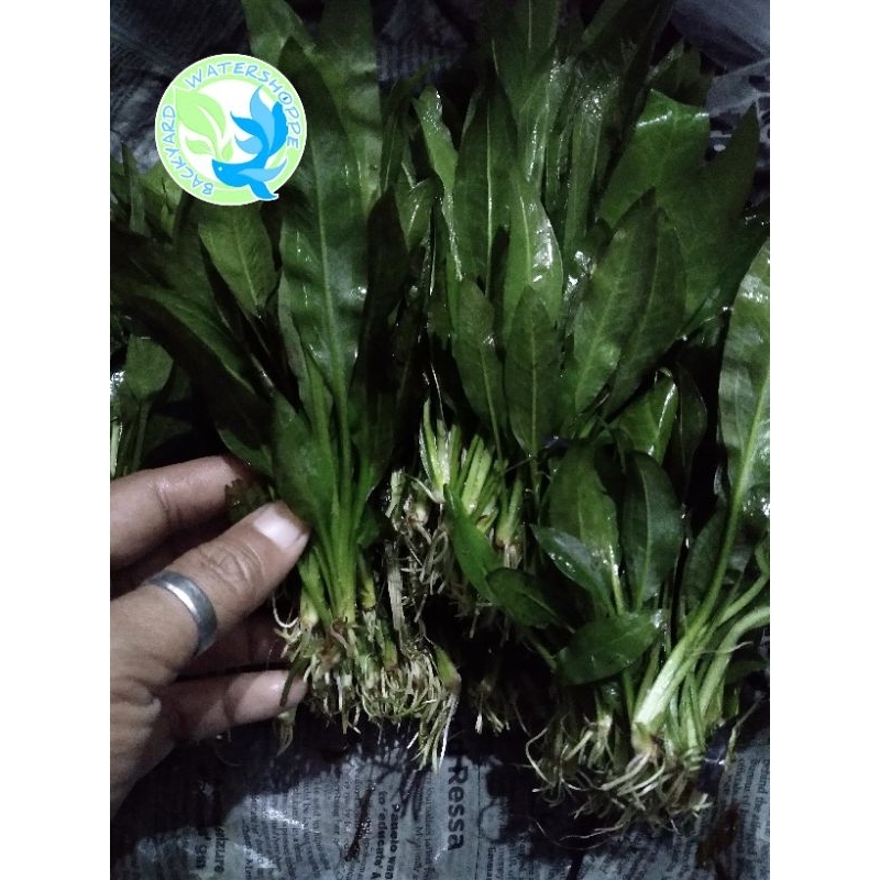 Amazon Sword Aquatic Plant | Shopee Philippines
