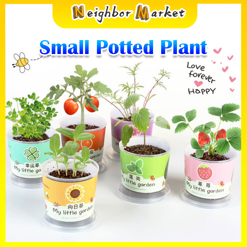 Creative Diy Potted Office Desktop Mini Plants Cute Small Potted with ...