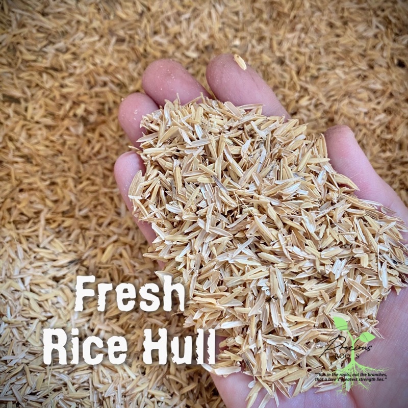 FRESH RICE HULL 0.5 kilo per pack | Shopee Philippines