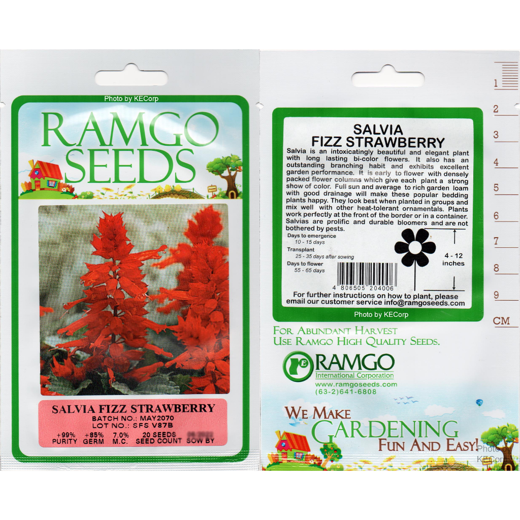 Ramgo RCF Flowers Salvia Fizz Strawberry Approx 20 Seeds (Original ...