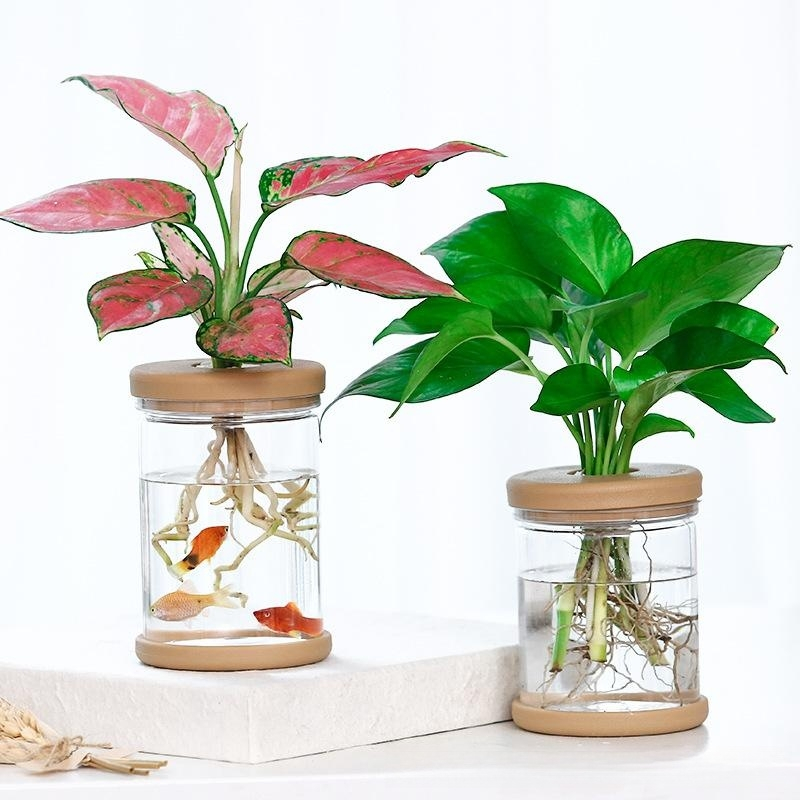 Yo-Fun Hydroponic Pot Transparent Water Planting Vase Stylish ...